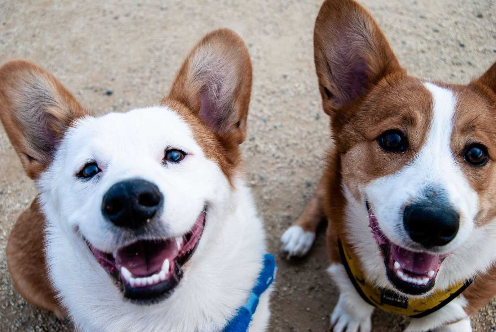 Understanding Canine Body Language: Decode Your Dog's Signals Understanding Canine Body Language: Decode Your Dog's Signals
