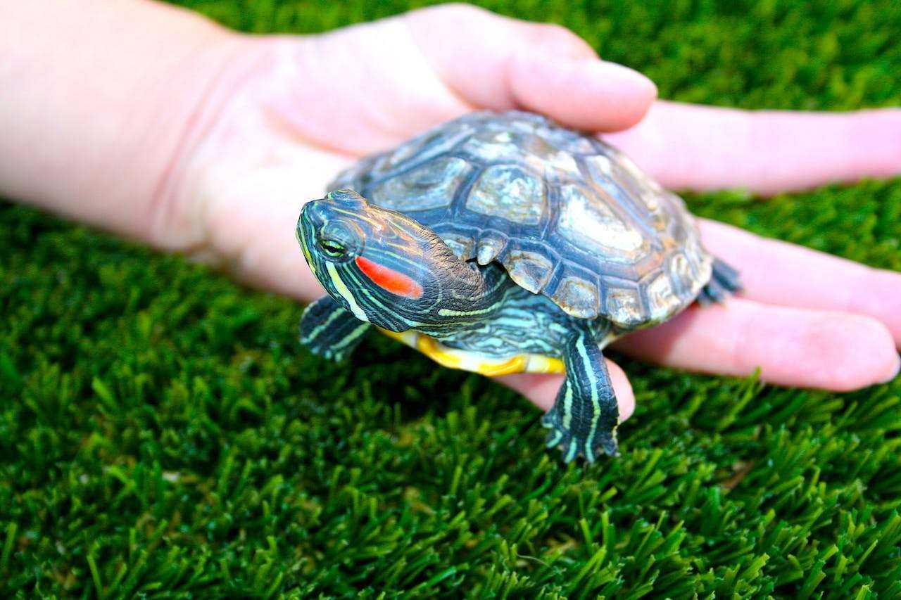 Pet Turtle Breeding: Tips and Techniques for Breeding and Care