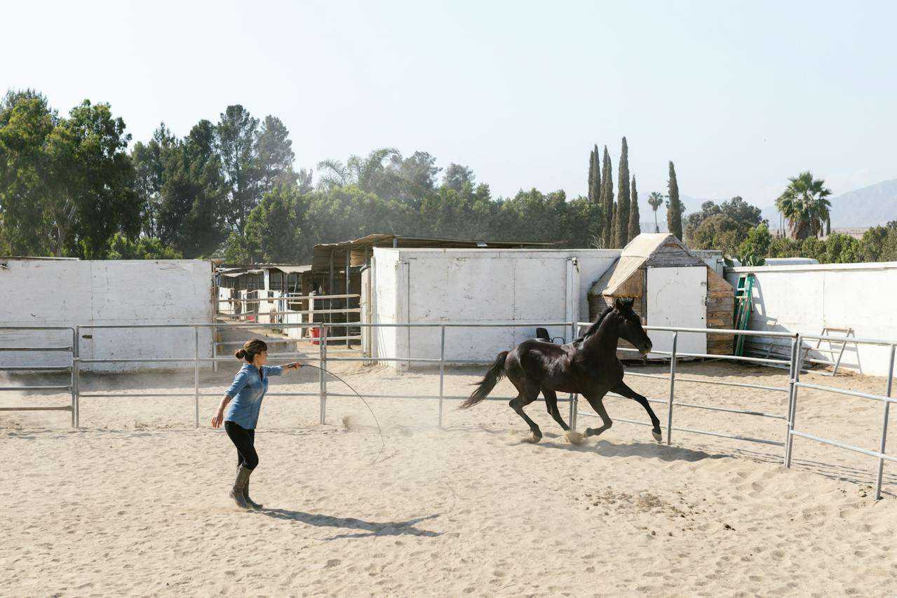 Equine Haven: The Best Horse Boarding and Training Facilities