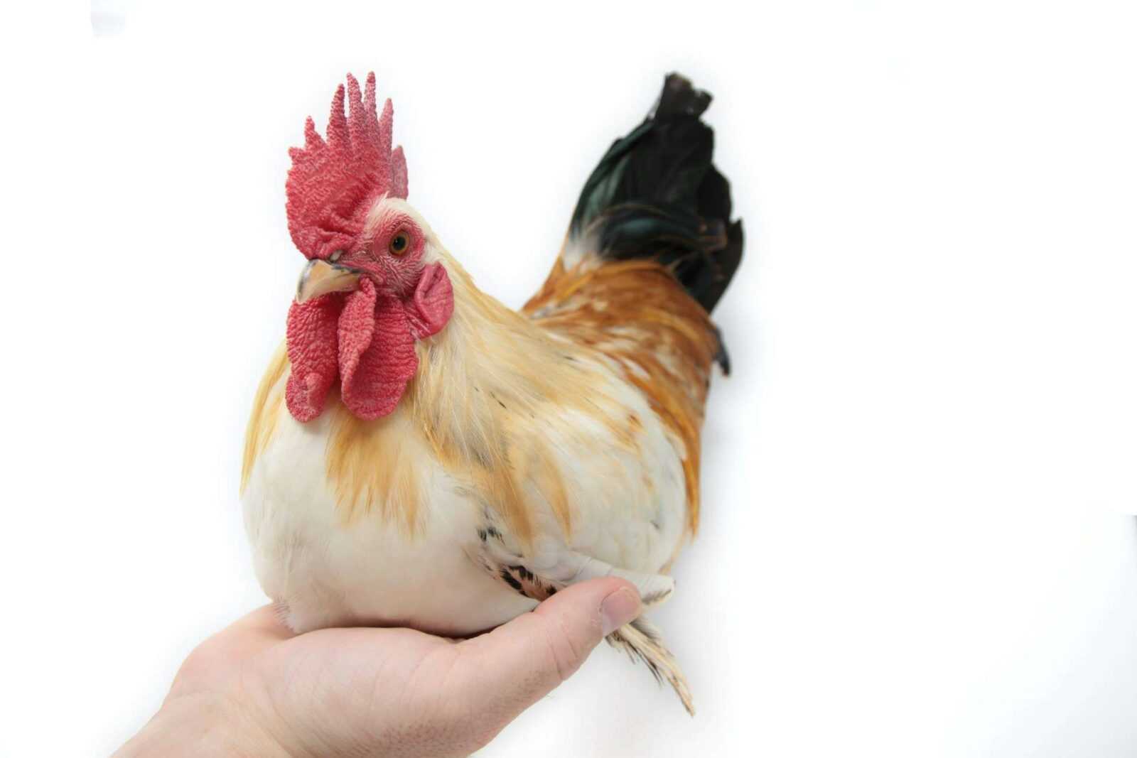 Feathered Friends Best Chicken Breeds For Beginners Revealed