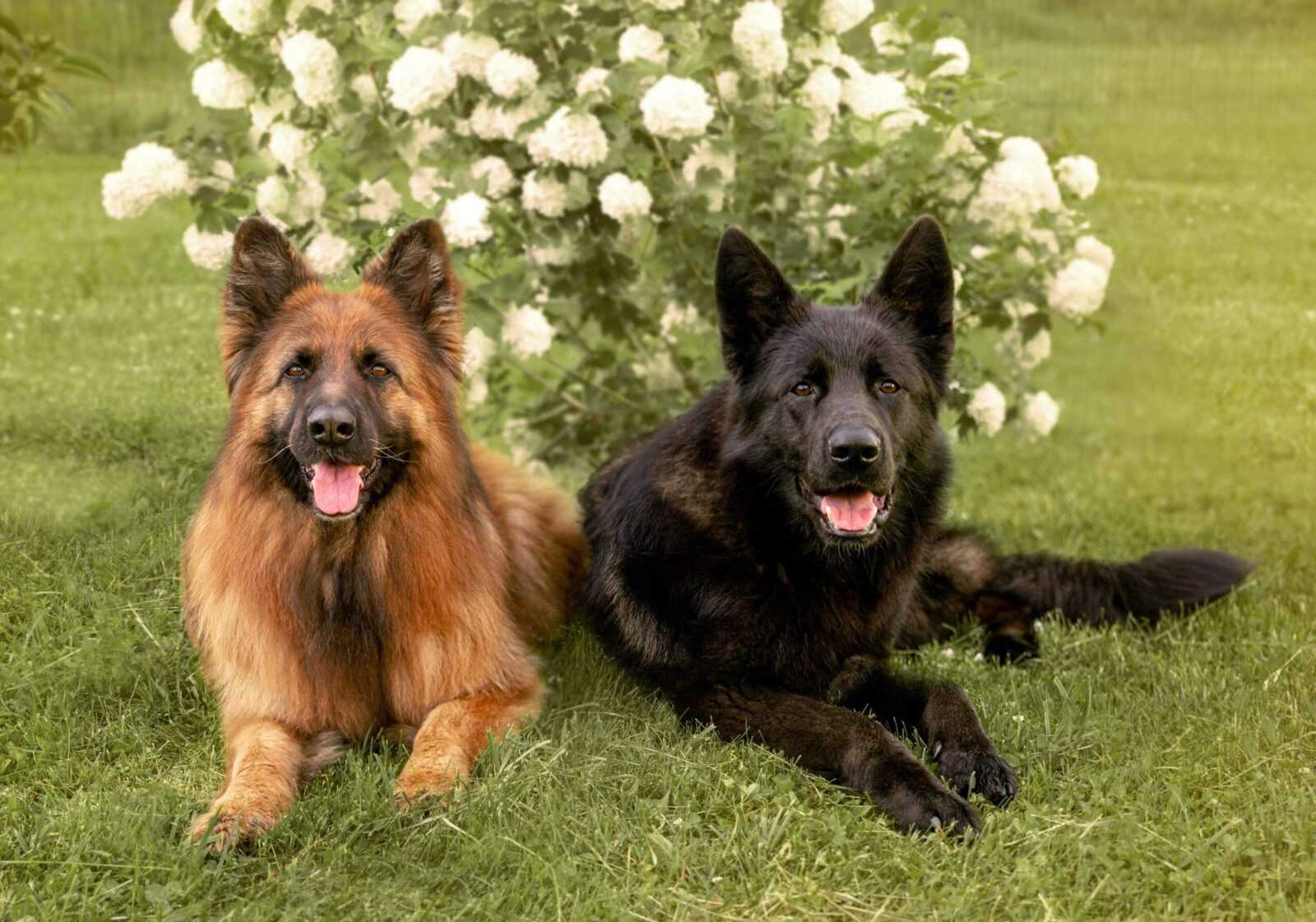 German Shepherds: Personality, Training, and Care Tips