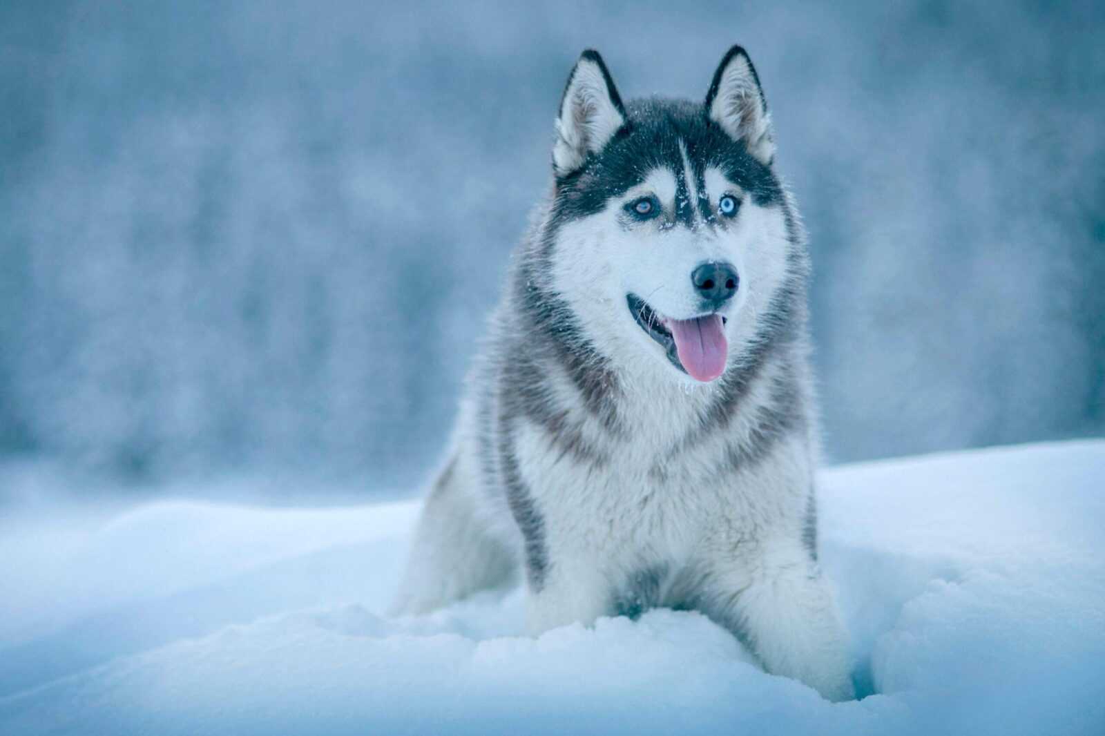 Dreaming of a Siberian Husky? 7 Causes Why They Would possibly Be the ...